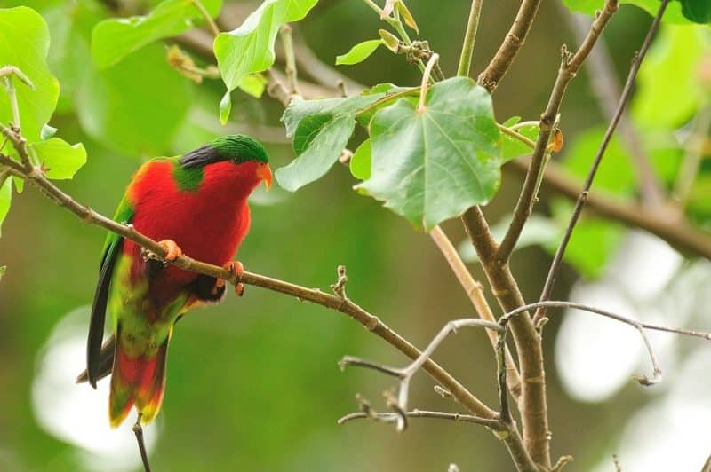 Uravaero, la perruche colorée de Rimatara - Tahiti Heritage
