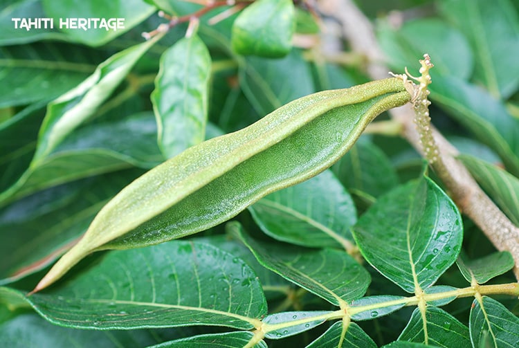 Pacaye de Tahiti - Pakai - Tahiti Heritage