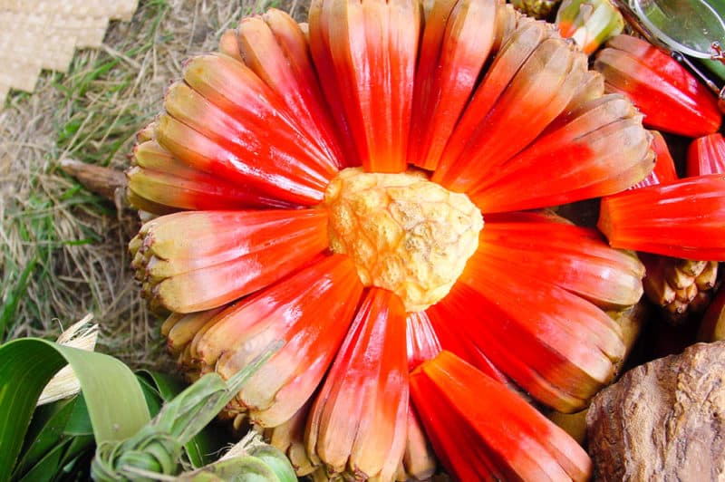 Fara, Pandanus de Tahiti - Tahiti Heritage