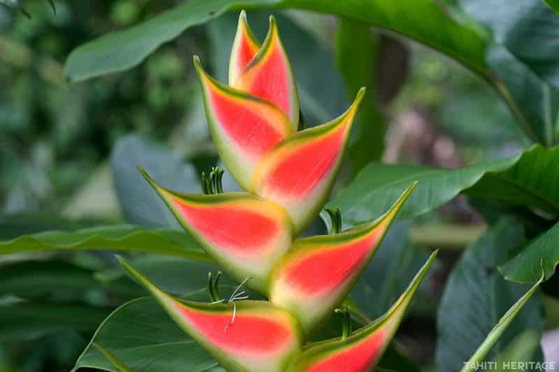 Balisier, Heliconia queue de poisson - Tahiti Heritage