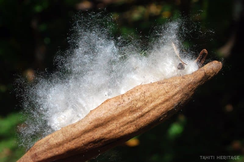 Kapokier ou fromager, l'arbre à coton - Tahiti Heritage