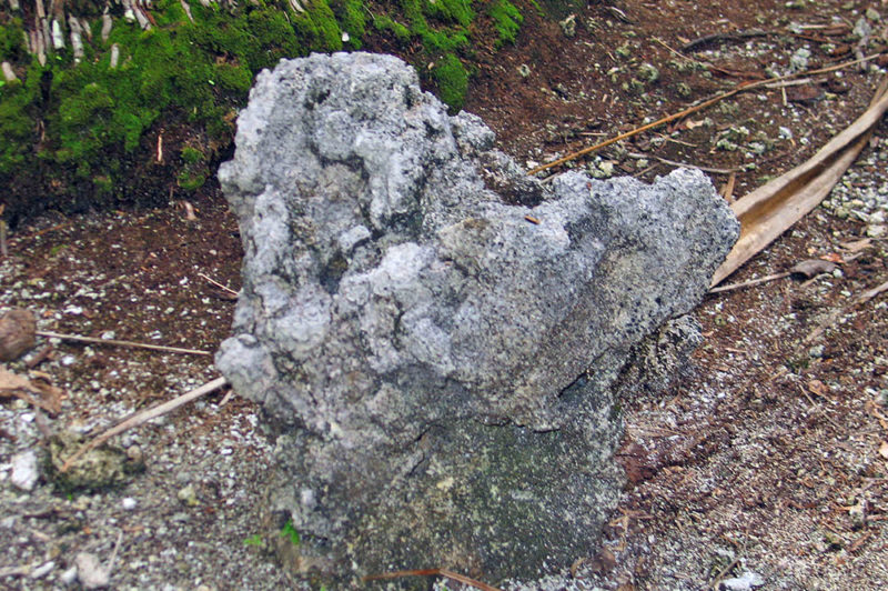 Mâchoire de Marau, la pierre puna de Motutunga - Tahiti Heritage