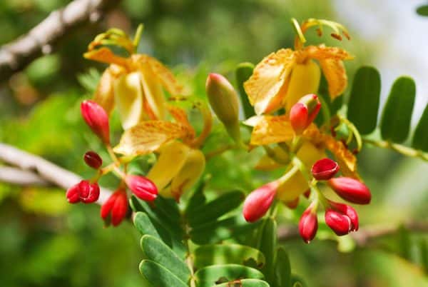 Tamarin de Tahiti à la pulpe sucrée et rafraichissante - Tahiti Heritage