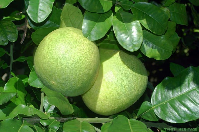 Pamplemousse vert de Tahiti : histoire et saveurs d'un géant fruité ...