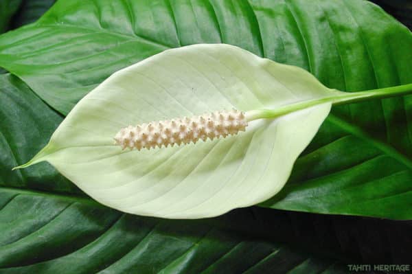 Spathiphyllum, la fleur de lune - Tahiti Heritage