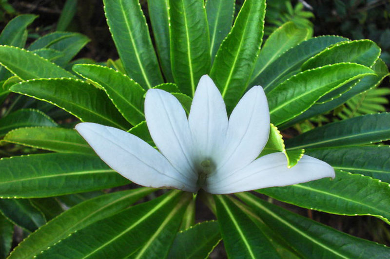 Tiare Apetahi, une fleur unique au monde - Tahiti Heritage