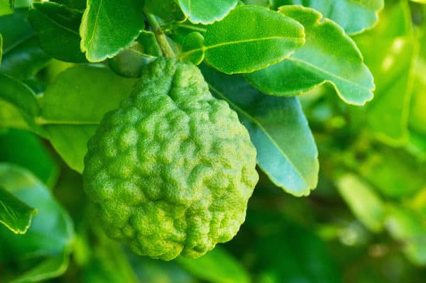 Uru, le fruit de l'arbre à pain de Tahiti - Tahiti Heritage