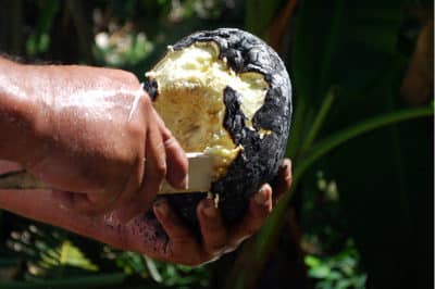 Uru, le fruit de l'arbre à pain de Tahiti - Tahiti Heritage