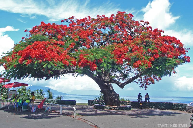 Flamboyant, l'arbre à la robe de feu - Tahiti Heritage
