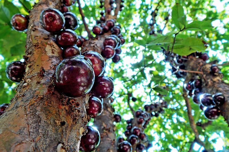 Jaboticaba, le raisin brésilien - Tahiti Heritage