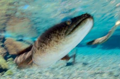 Tohua de Koueva à Taiohae - Nuku Hiva - Tahiti Heritage