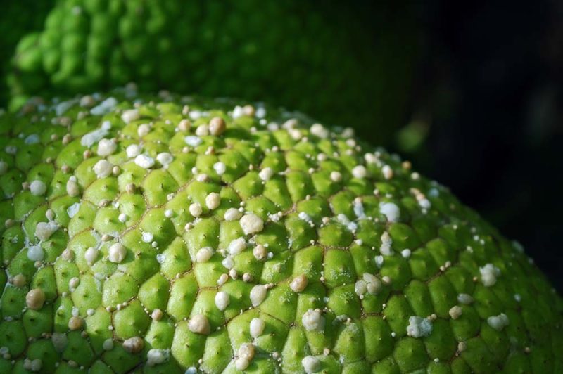 Légende de Mahina Verohuri o te Purutu - Tahiti Heritage