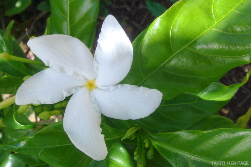 Tiare Moorea, Tabernaemontana, la fleur d'amour - Tahiti Heritage