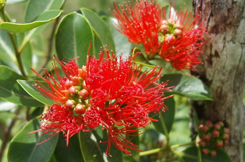 Tiare Tahiti, la fleur symbole de Tahiti - Tahiti Heritage