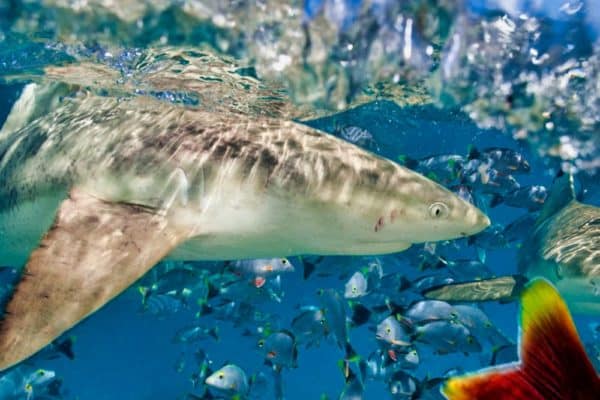 Observatoire astronomique Te Ruara, du sud de Mangareva - Tahiti Heritage