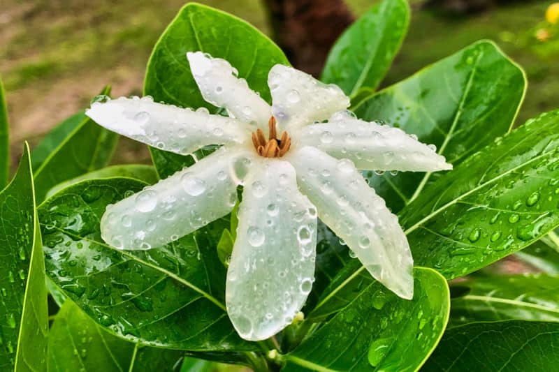 Tiare ra'a, te Tiare Tahiti 'una'una o Mā'ohi nui nei - Tahiti Heritage